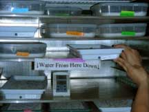 University of Texas Fire Ant (Solenopsis invicta) Phorid fly ...